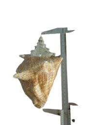 The Inevitable Fate of the Queen Conch