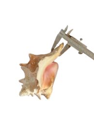 The Inevitable Fate of the Queen Conch