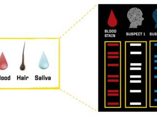 Beyond the Gold Standard: Understanding the Pitfalls of Forensic DNA ...