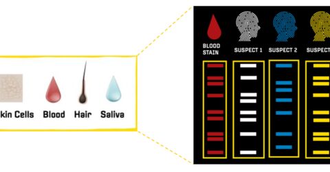 Beyond the Gold Standard: Understanding the Pitfalls of Forensic DNA ...